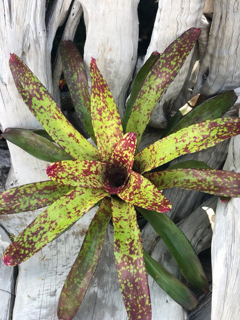 BROMELIADS – Page 2 – Tropiflora