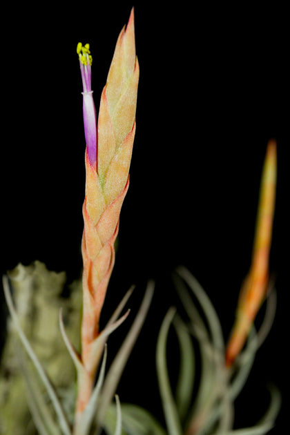 Tillandsia elizabethae – Tropiflora