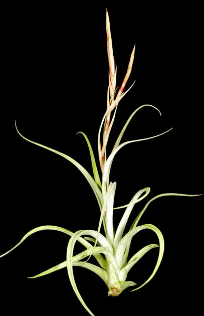 Tillandsia elizabethae – Tropiflora