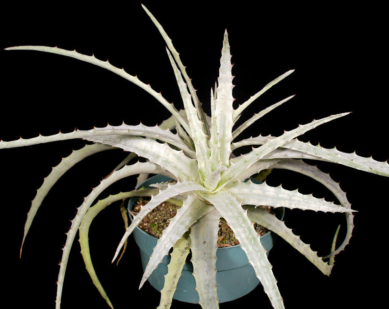 Hechtia podantha km 85 Oaxaca – Tropiflora