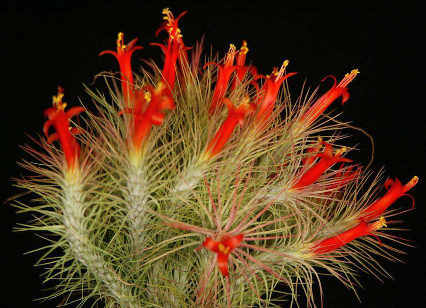 WHOLESALE – Tropiflora