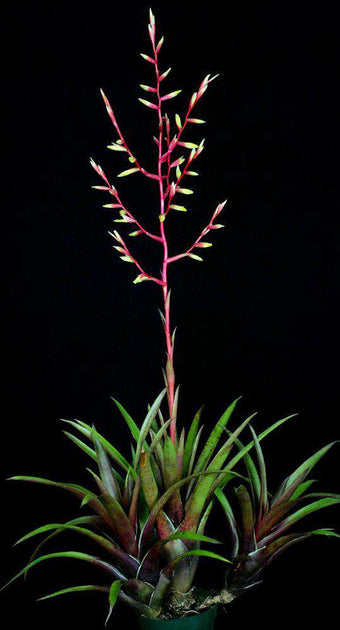 Vriesea lubbersii 'Red Form' – Tropiflora