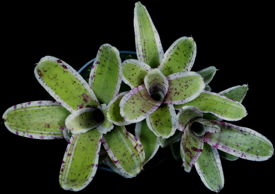 Neoregelia 'Rumba' – Tropiflora