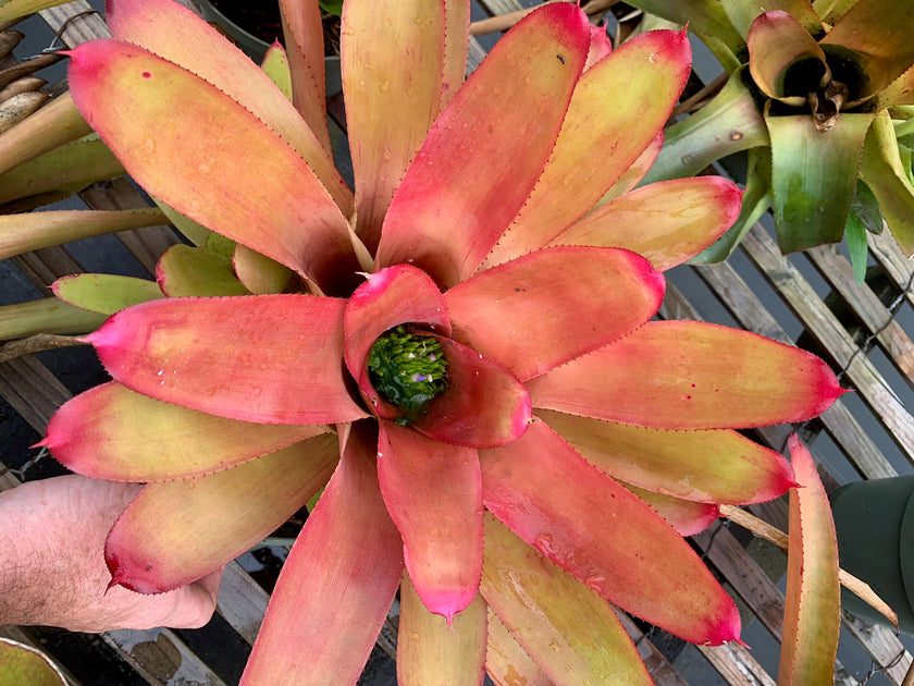 Neoregelia 'Yellow Devil' – Tropiflora