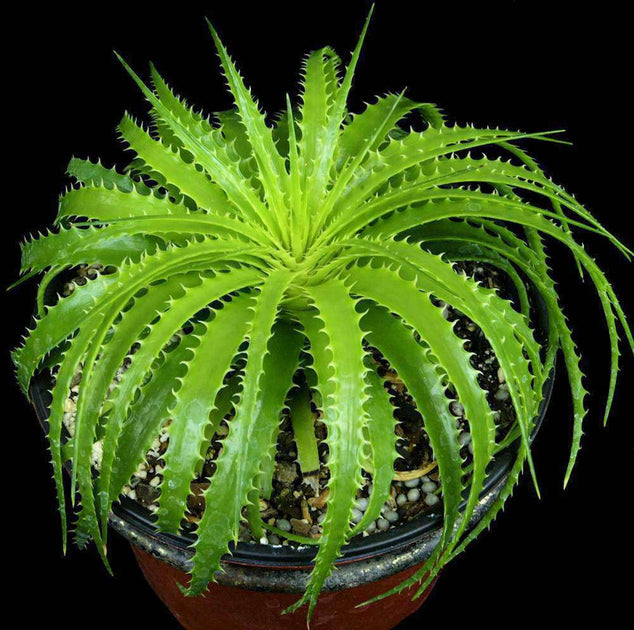 BROMELIADS – Tropiflora