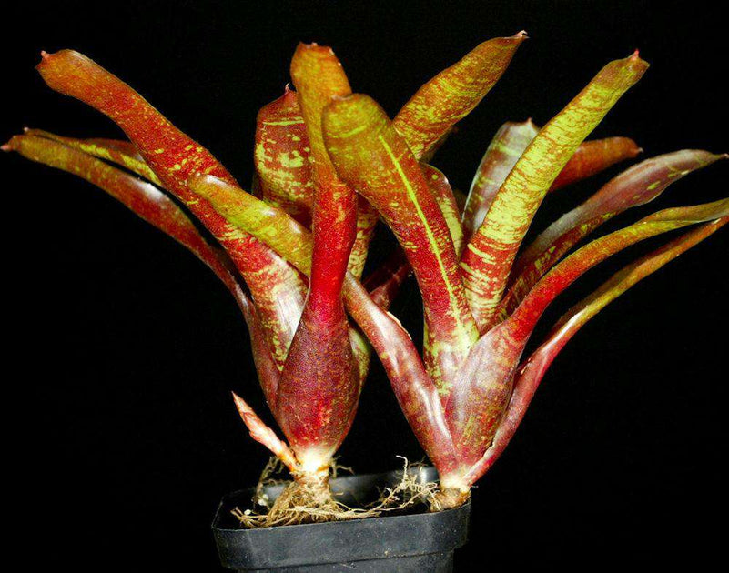 Neoregelia 'Sara Head' – Tropiflora