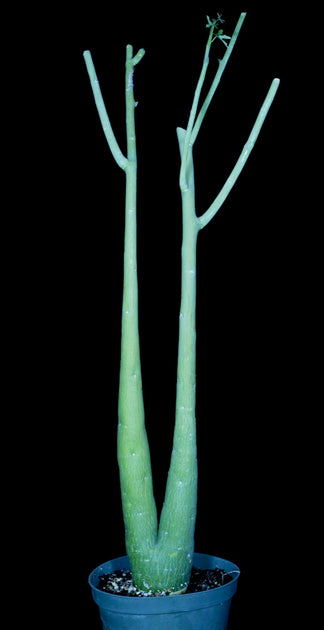 Adenia venenata – Tropiflora