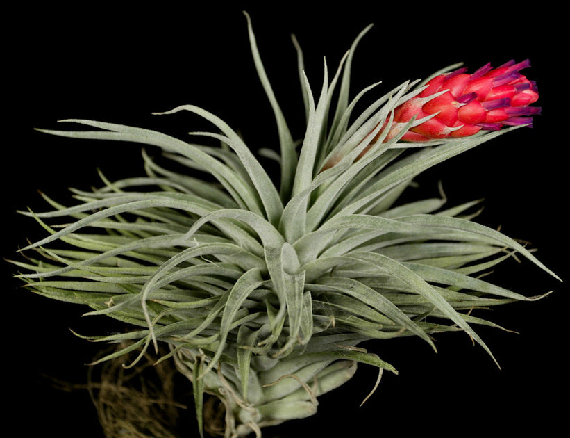 Tillandsia 'Tamaree' – Tropiflora