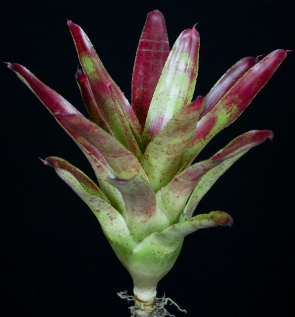 Neoregelia 'Sparky' – Tropiflora