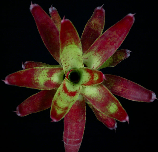 Neoregelia 'Sparky' – Tropiflora