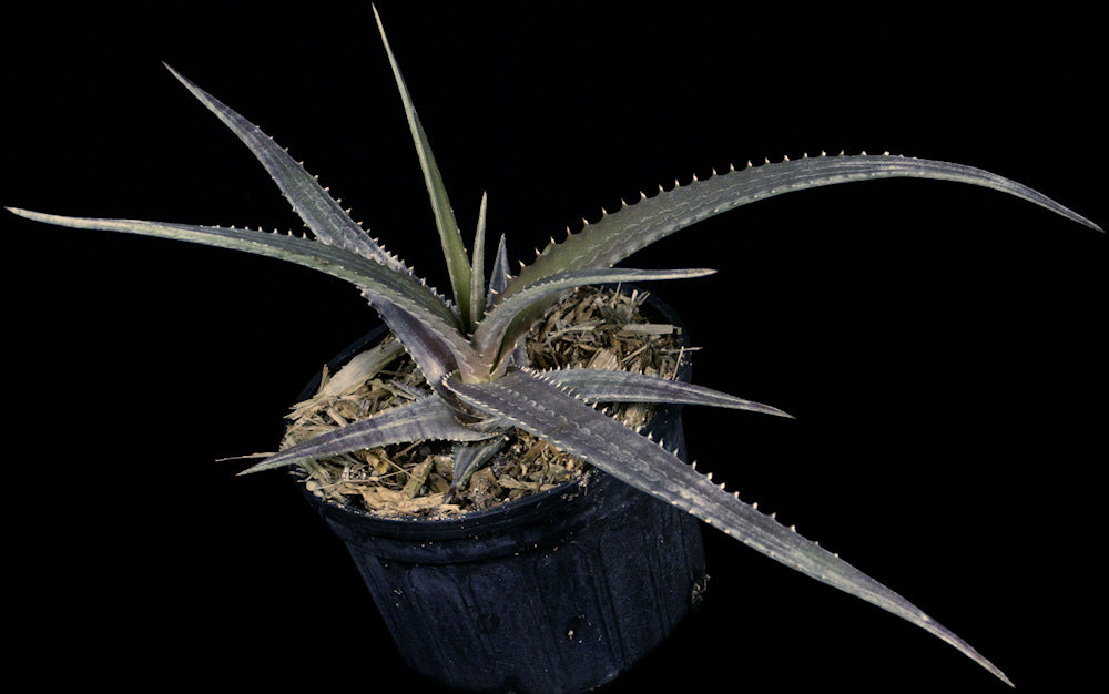 Hechtia rosea 'Ruby' – Tropiflora