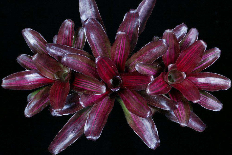 Neoregelia 'Zoe' – Tropiflora