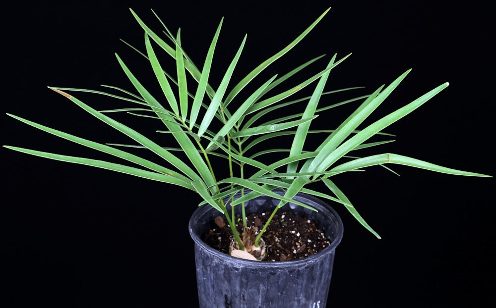 Zamia inermis – Tropiflora