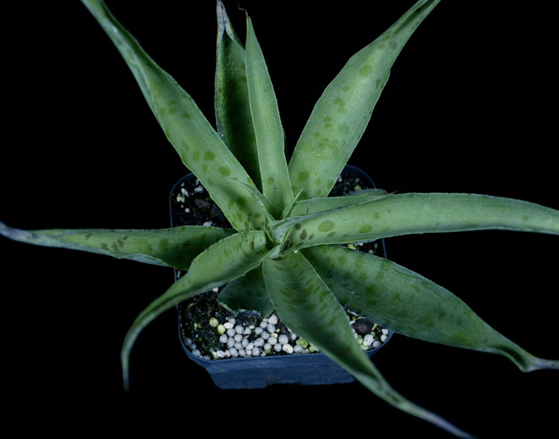 Manfreda species 'Purple Spot' – Tropiflora