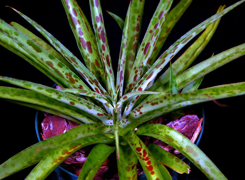Manfreda species 'Purple Spot' – Tropiflora