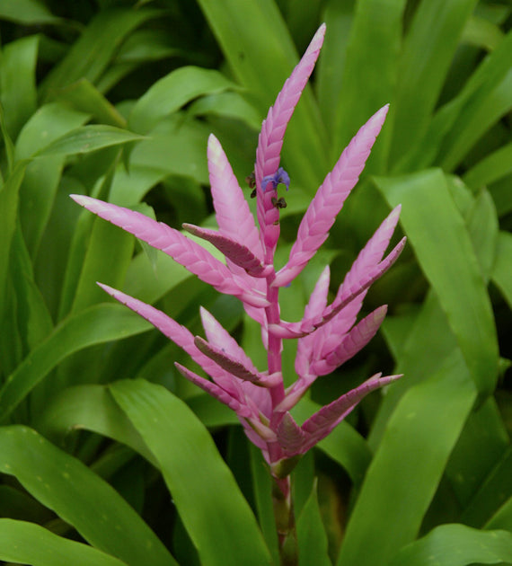 Barfussia wagneriana – Tropiflora