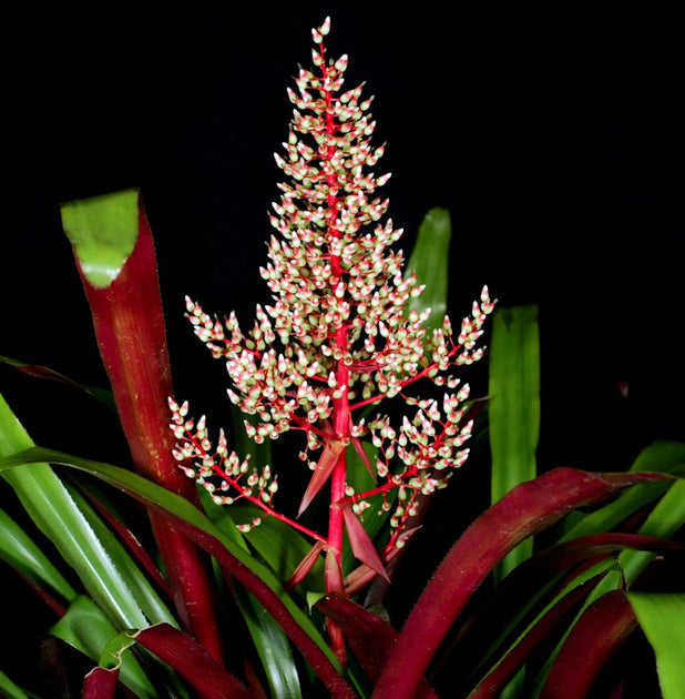 Aechmea 'Fulgo-Ramosa' – Tropiflora