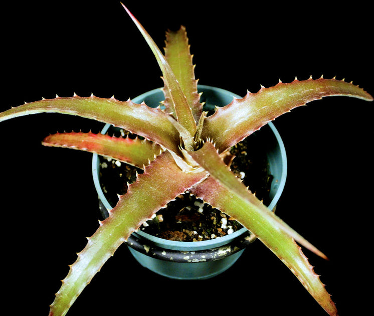 Hechtia rosea – Tropiflora