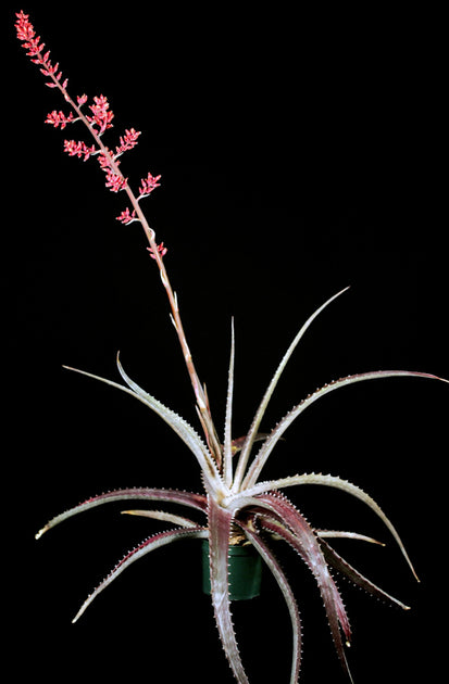 Hechtia rosea – Tropiflora