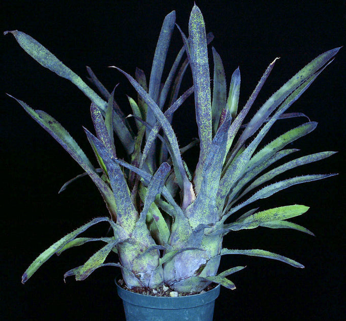 Hohenbergia pennae Palmeiras – Tropiflora