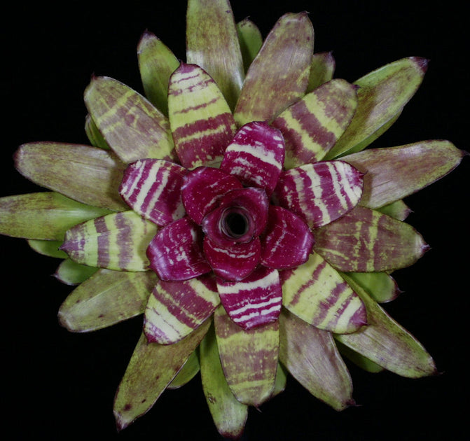 Neoregelia 'Love Lorne' – Tropiflora