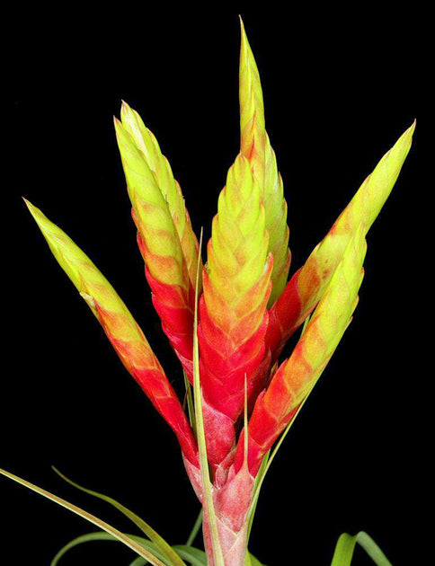 Tillandsia 'Bahia' – Tropiflora