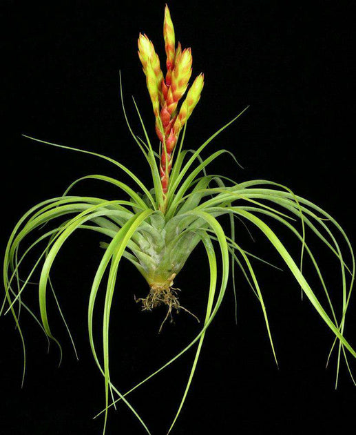 Tillandsia 'Bahia' – Tropiflora