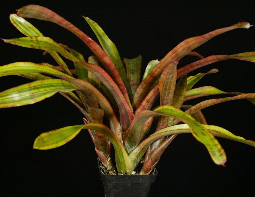 Neoregelia ampullacea variegated – Tropiflora