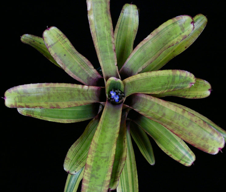 Neoregelia ampullacea variegated – Tropiflora
