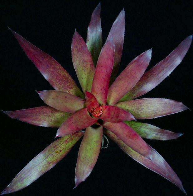 Canistropsis correia-araujoi – Tropiflora