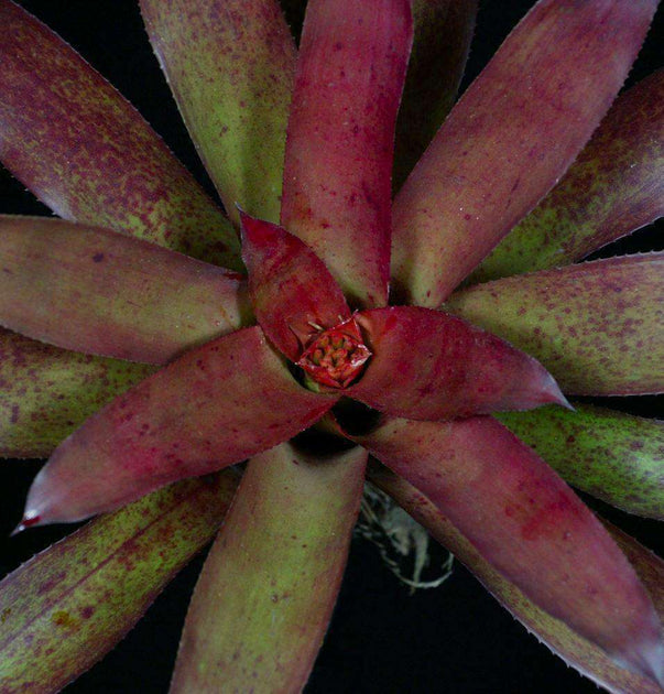 Canistropsis correia-araujoi – Tropiflora