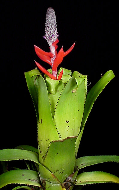 Aechmea triangularis – Tropiflora