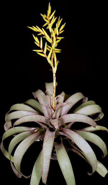 BROMELIADS – Tropiflora
