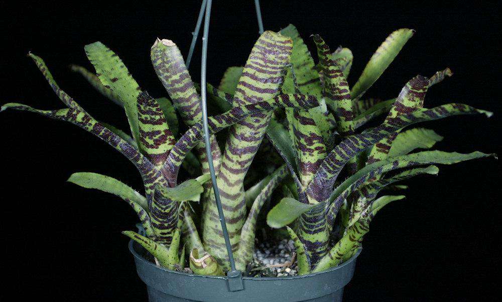 Neoregelia 'Tiger Cub' – Tropiflora