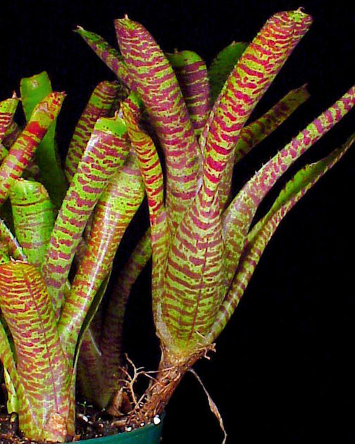 Neoregelia 'Tiger Cub' – Tropiflora