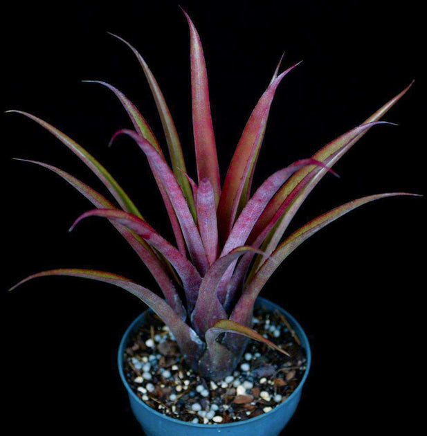 Aechmea 'Pink Buttons' – Tropiflora