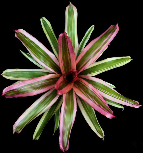 Neoregelia 'Royal Beauty' – Tropiflora