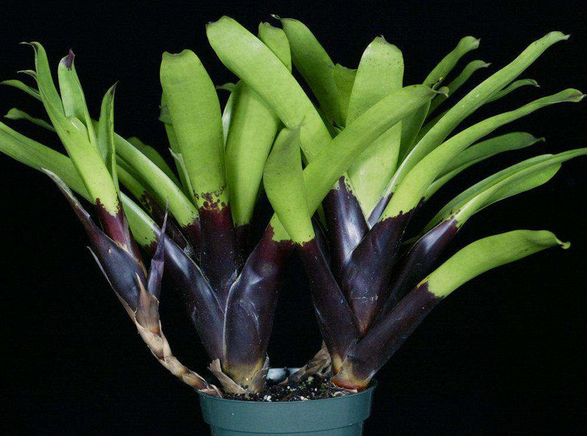 Vriesea vagans – Tropiflora