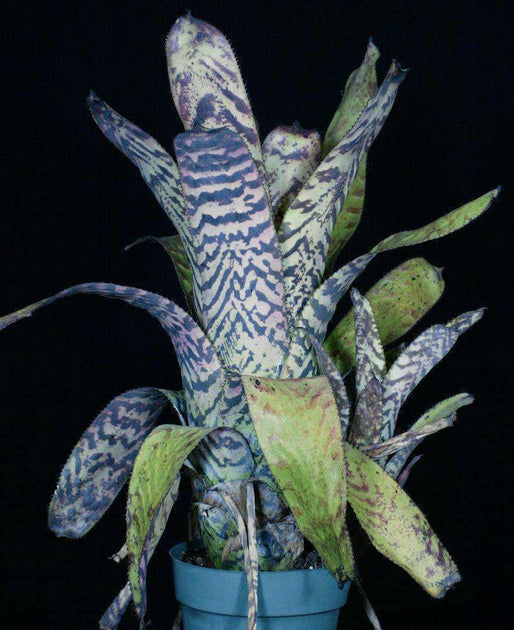 Aechmea 'Bert' F2 – Tropiflora