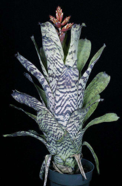 Aechmea 'Bert' F2 – Tropiflora