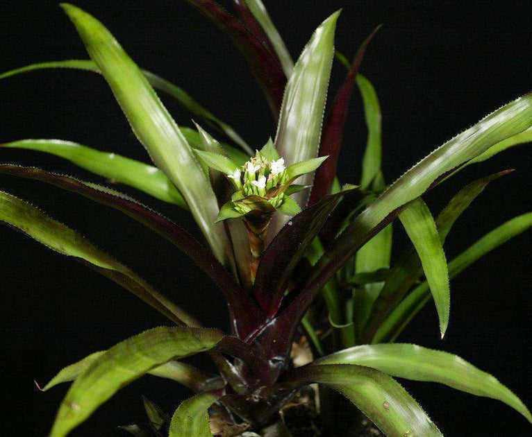 Canistropsis elata – Tropiflora