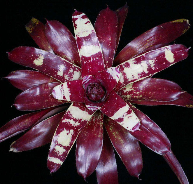 Neoregelia 'Gespacho' – Tropiflora