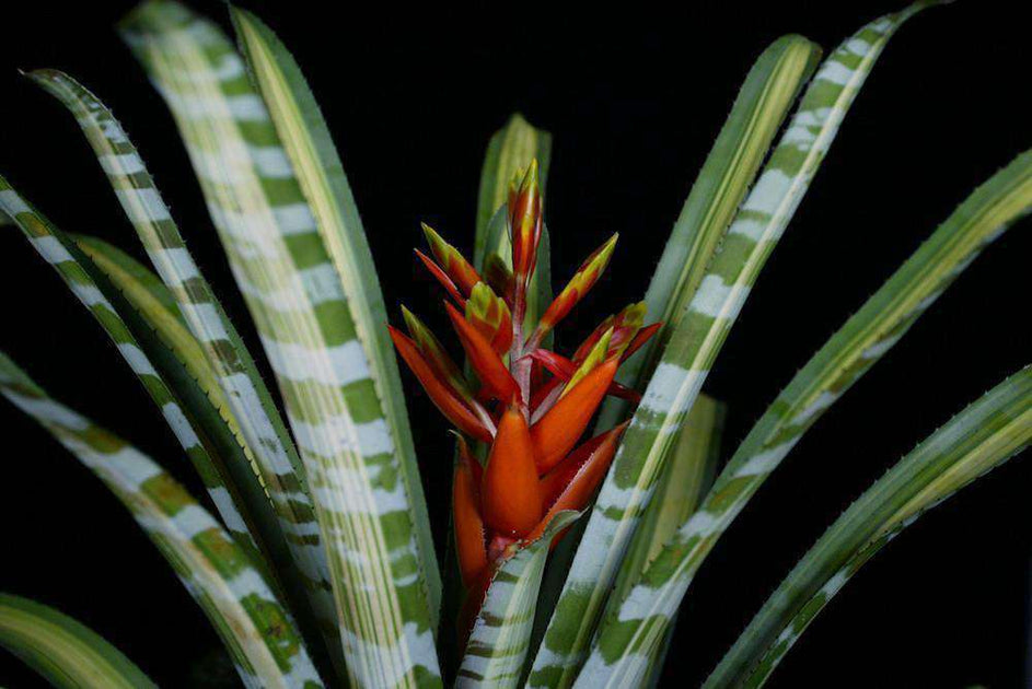 Aechmea zebrina 'Unstable Mabel' variegated – Tropiflora
