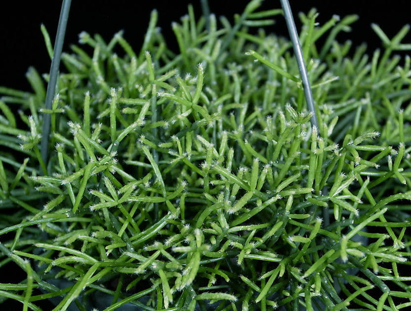 Rhipsalis teres var. prismatica – Tropiflora