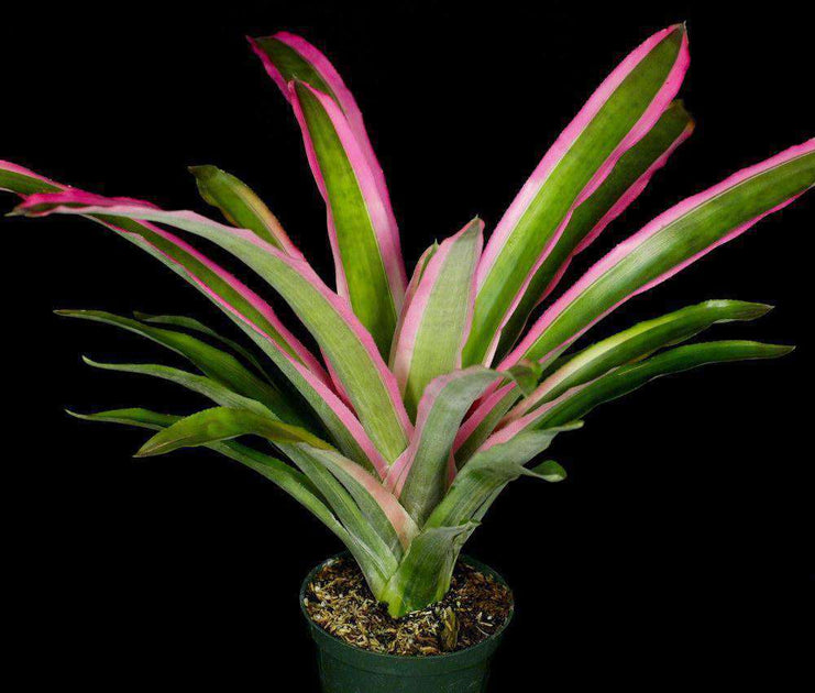 Aechmea lueddemanniana 'MEND' – Tropiflora