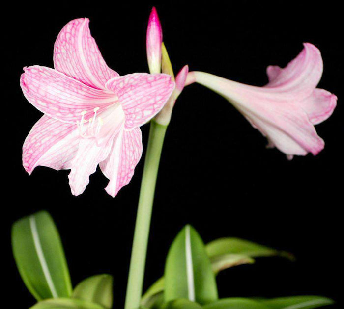 Hippeastrum reticulatum v. striatifolium – Tropiflora