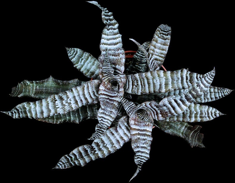 Cryptanthus 'Larry Giroux' – Tropiflora