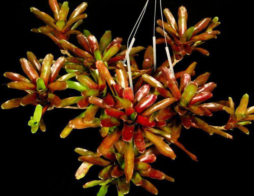 Neoregelia 'Fireball' – Tropiflora