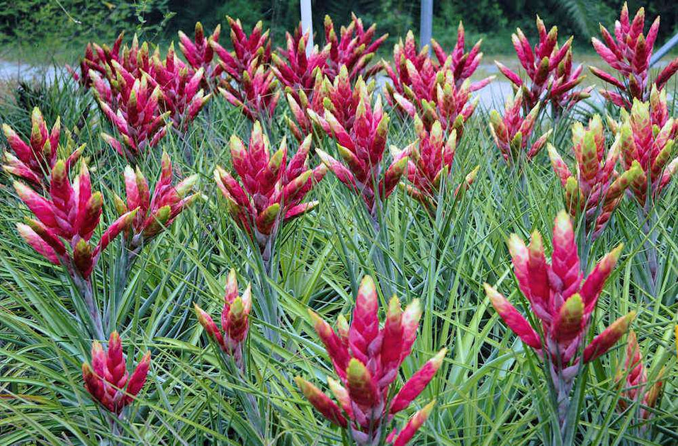 Tillandsia fasciculata 'Tropiflora'