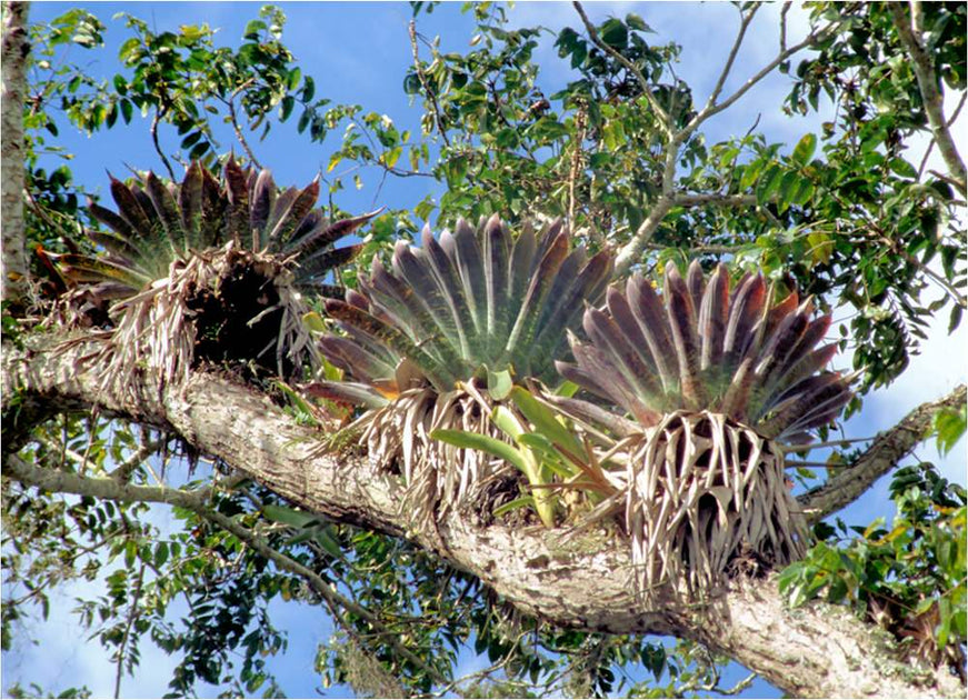 Vriesea gigantea v. seideliana aka 'Nova' – Tropiflora